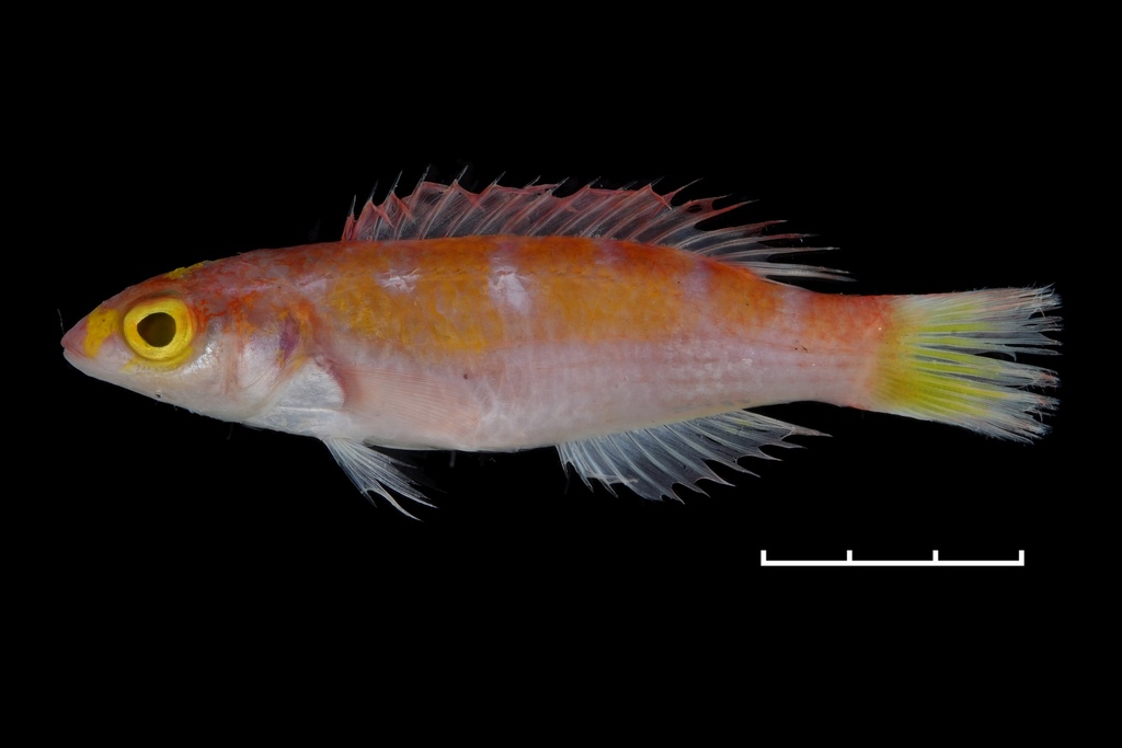 Ten-tooth Wrasse (Decodon pacificus) - Marine Life Identification