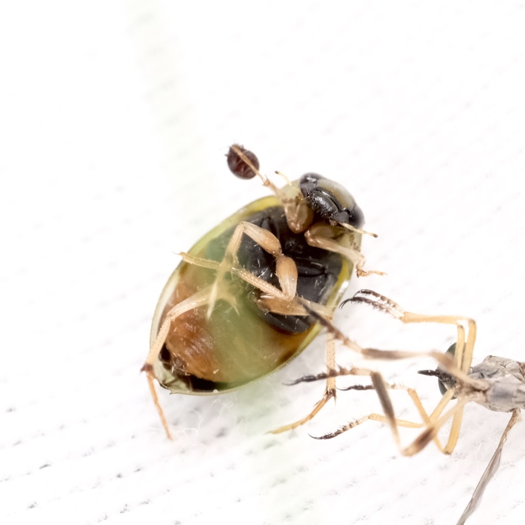 Berosus miles from Mockingbird Nature Park, Mockingbird Lane, 1361 ...