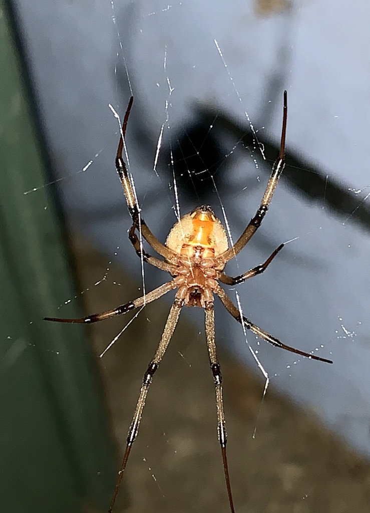 Brown Widow from 909 N Rice Rd, Ojai, CA, US on August 28, 2019 at 11: ...