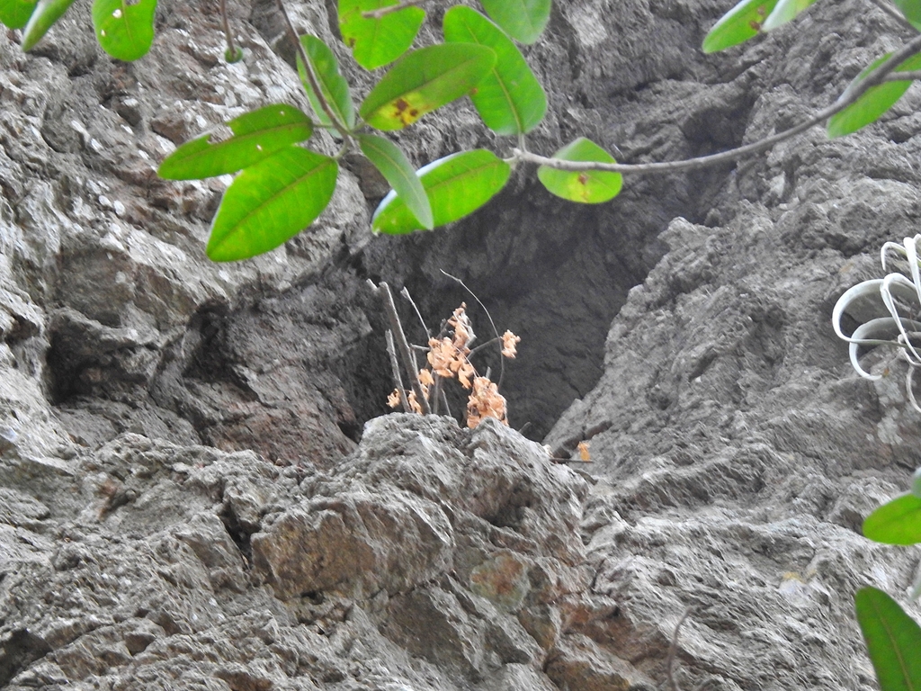 flowering plants from Culiacán, Sinaloa, Mexico on April 26, 2025 at 11 ...