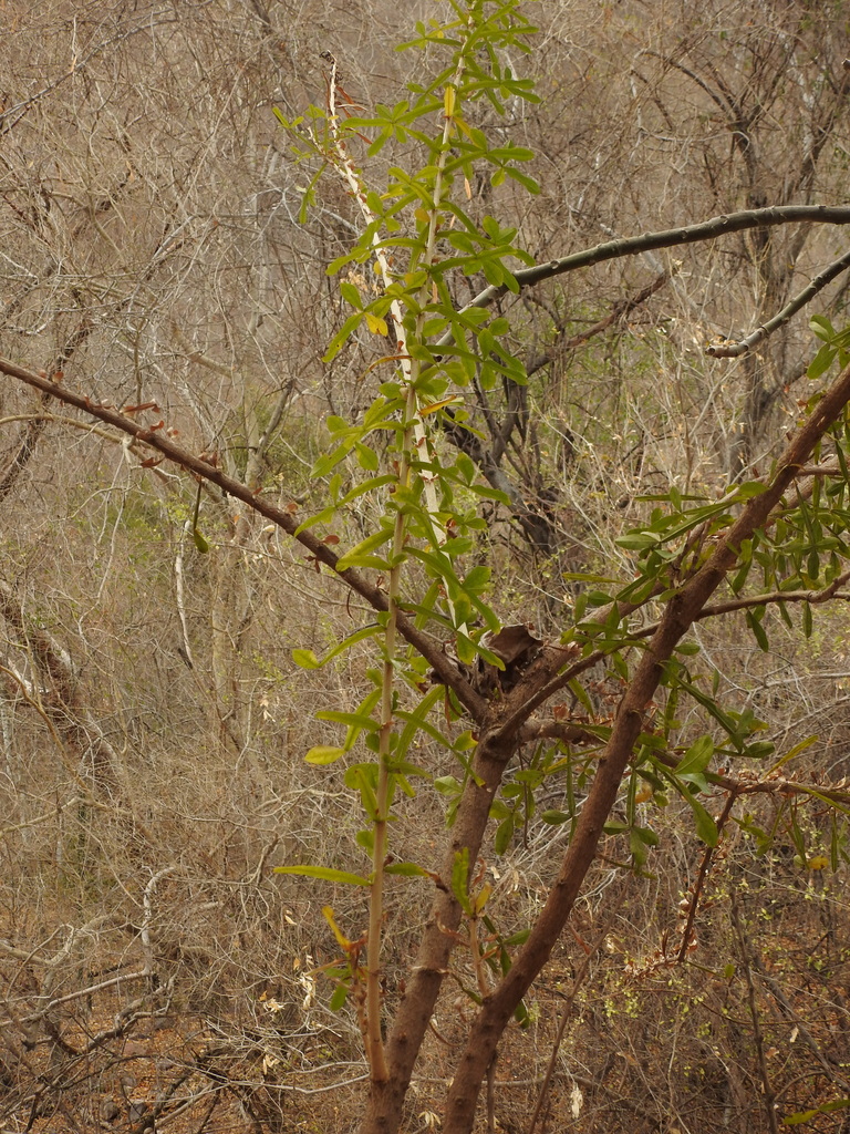 Winged Calabash from Culiacán, Sin., México on April 26, 2025 at 01:06 ...