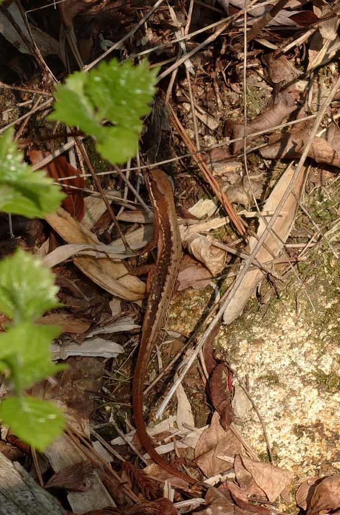 Japanese Grass Lizard from Maya Botanical Garden, 2-2 Mayasanchō, Nada ...