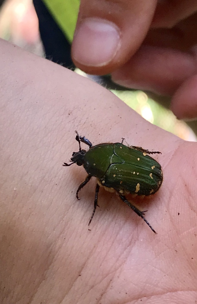 Blue Flower Chafer from 西東京いこいの森公園, 西東京市, 東京都, JP on August 29, 2019 at ...