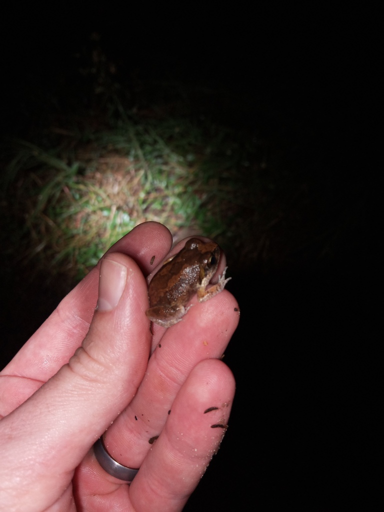 Common Squeaker from KwaMazambane, South Africa on April 27, 2025 at 08 ...