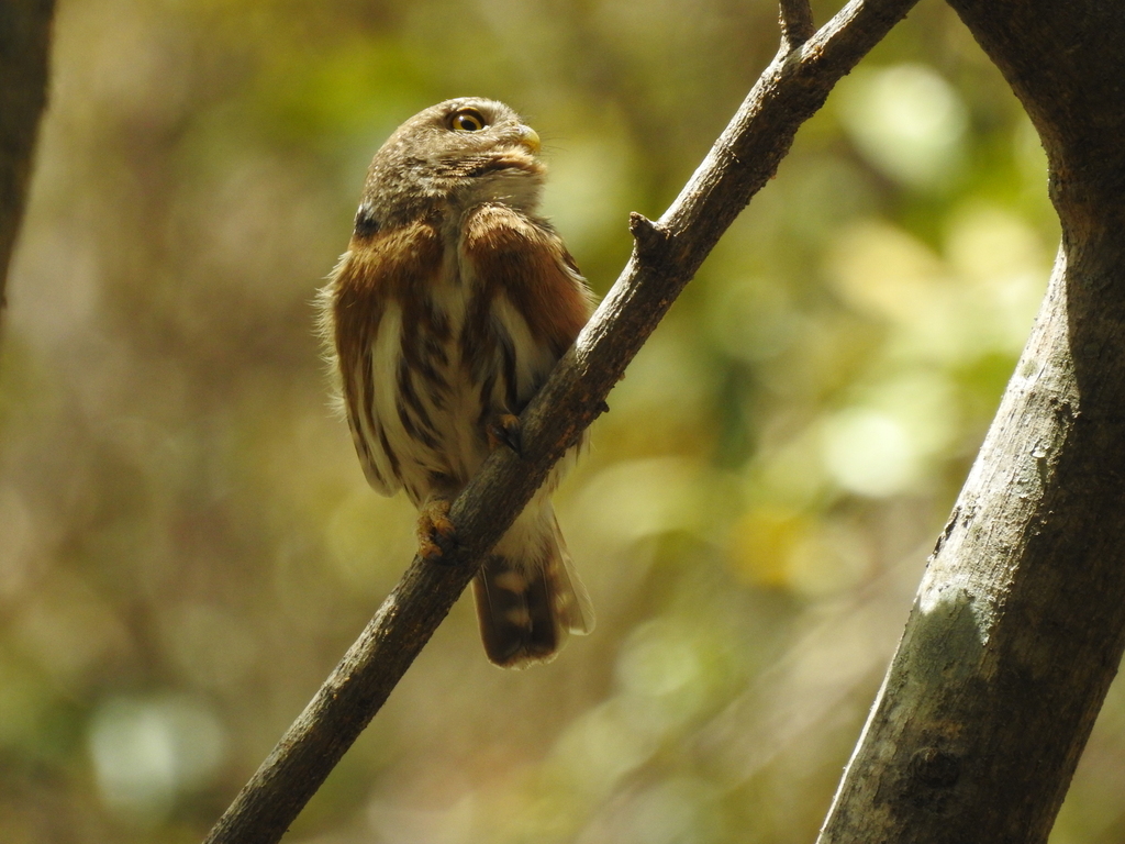Colima Pygmy-Owl from Culiacán, Sin., México on April 26, 2025 at 11:06 ...