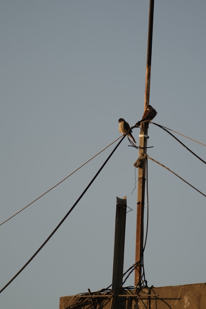 American Kestrel from Valparaíso, Chile on February 18, 2025 at 06:47 ...