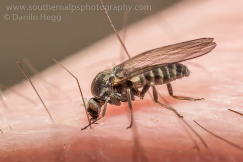 West Coast Black Fly (Austrosimulium ungulatum) · iNaturalist