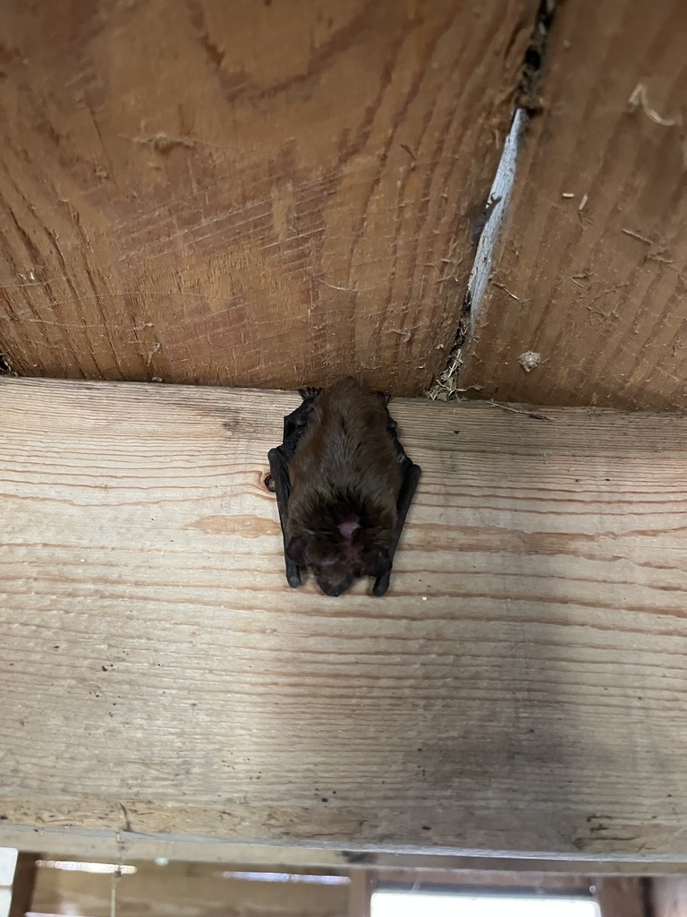 Vesper Bats from Nantahala National Forest, Murphy, NC, US on March 26 ...