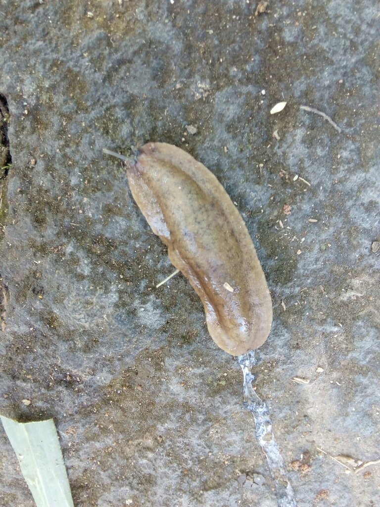 Caribbean Leatherleaf Slug from Malinalco, MX-MX, MX on August 29, 2019 ...