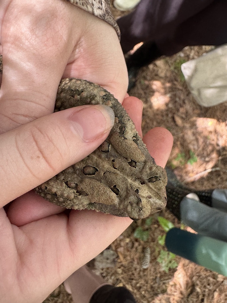 Dwarf American Toad from LA-965, Saint Francisville, LA, US on April 29 ...