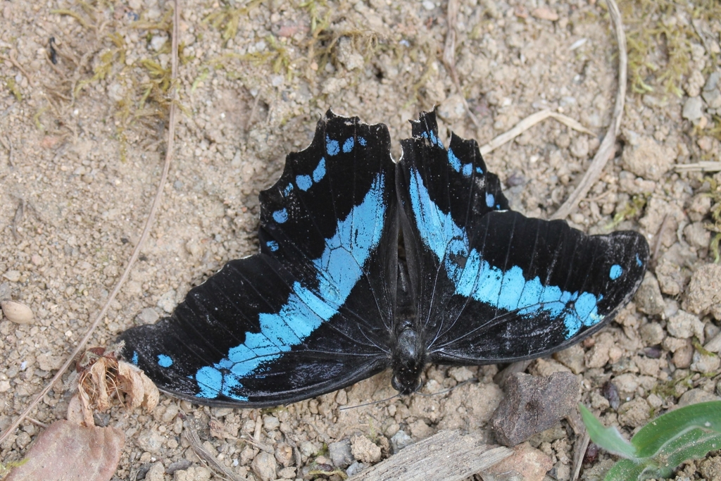 Papilio oribazus from Moramanga, Madagaskar on October 14, 2015 at 11: ...
