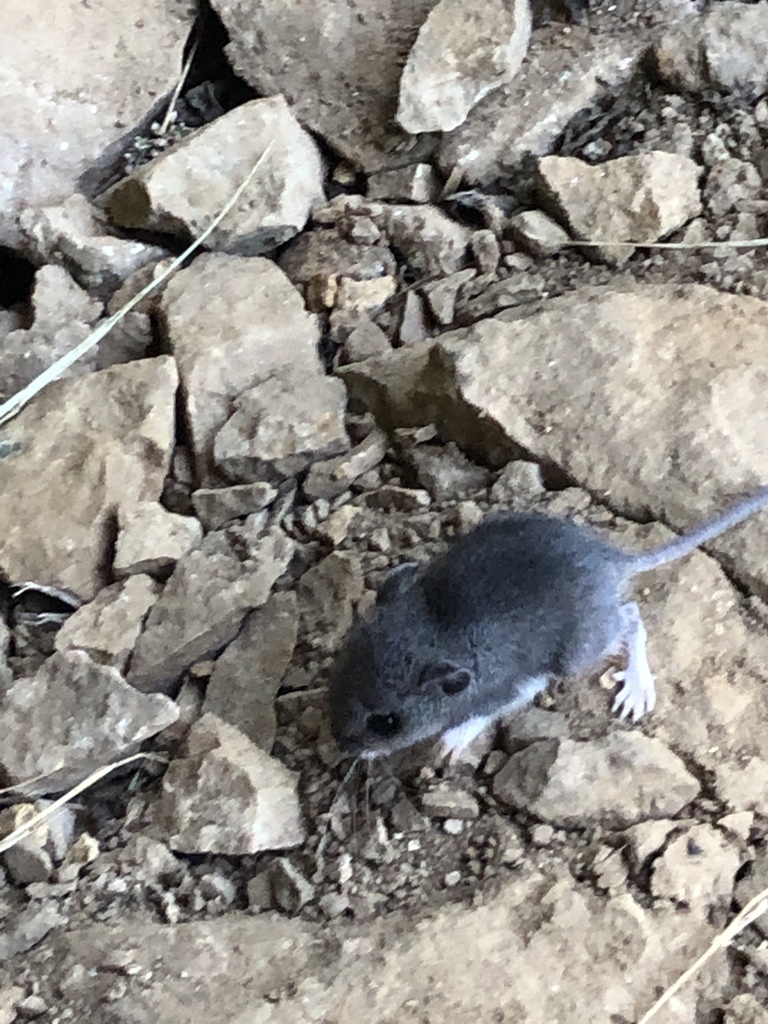 White-footed Mouse from Willow River State Park, Hudson, WI, US on ...