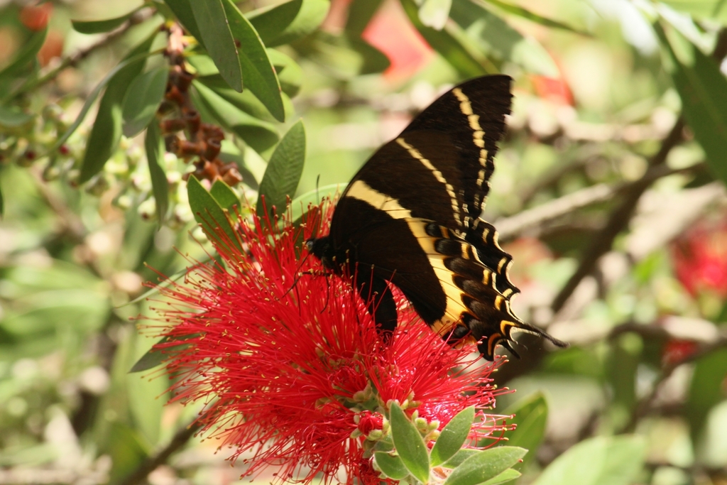 Magnificent Swallowtail from El Hipico, 52156 Metepec, Méx., México on ...