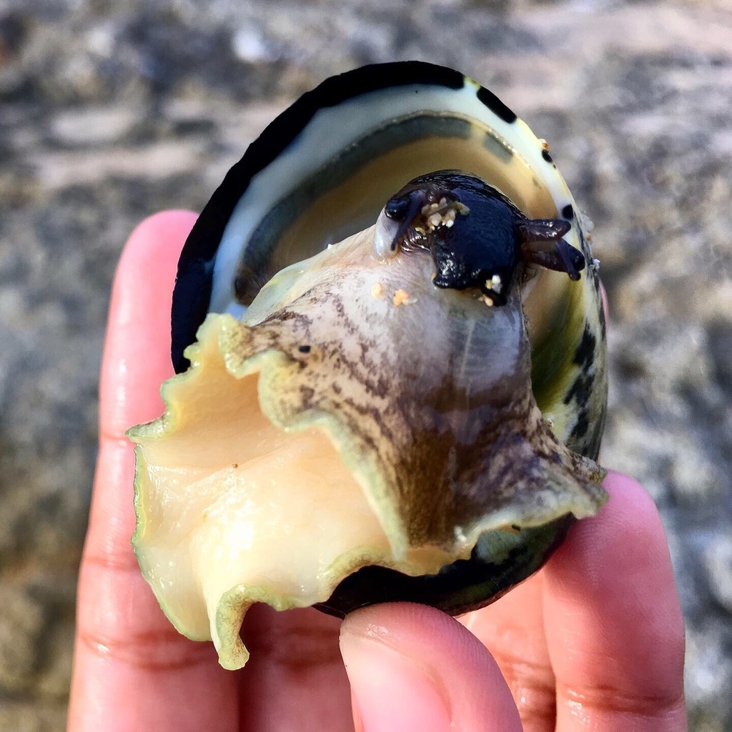 West Indian Top Shell from Bahía de Aguadilla, Borinquen, PR, US on ...