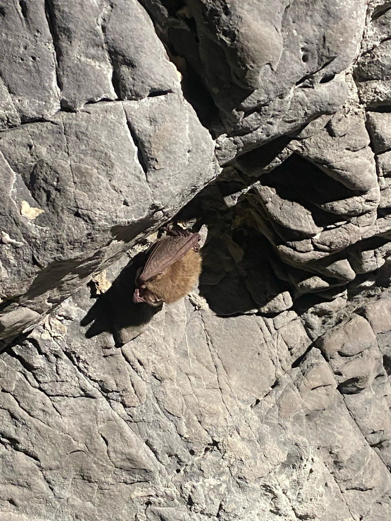 Townsend's Big-eared Bat from Cedar Hills, UT, US on April 29, 2025 at ...
