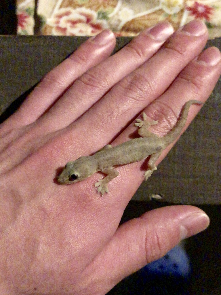 Asian House Gecko from 呉我, 名護市, 沖縄県, JP on February 21, 2018 at 06:02 ...