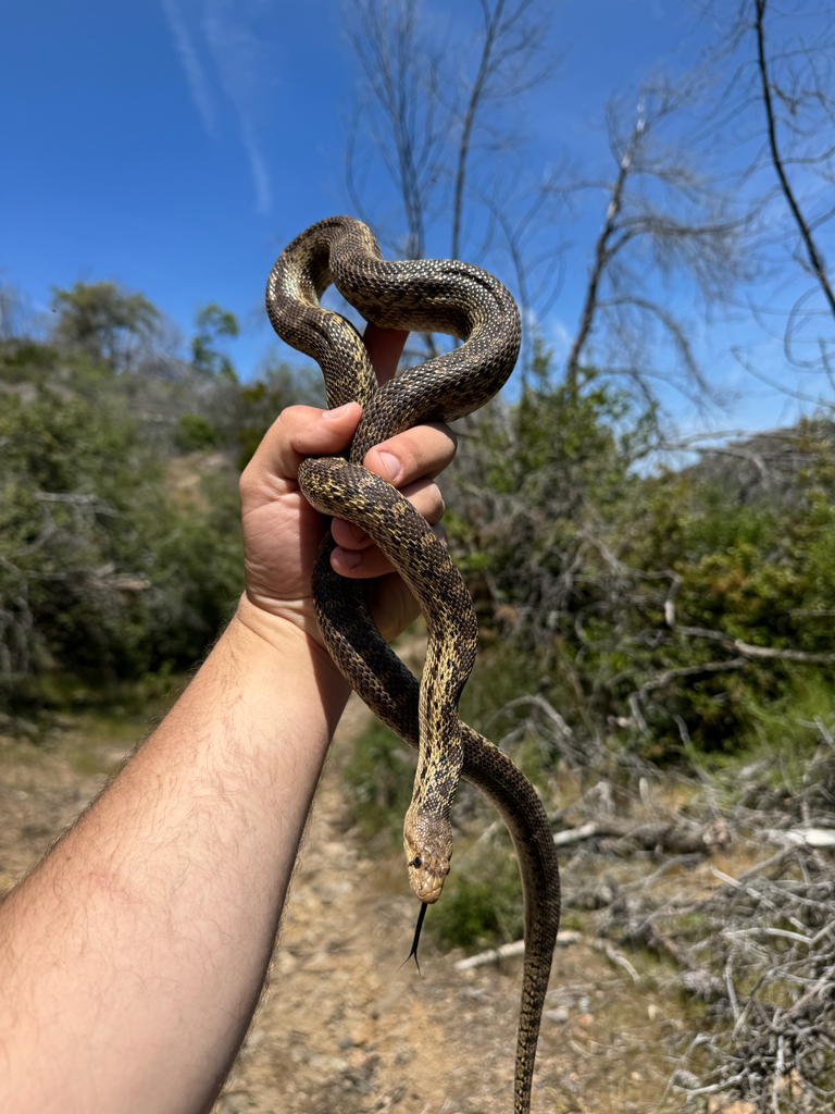 Pacific Gopher Snake from Pope Valley, CA, US on April 29, 2025 at 12: ...