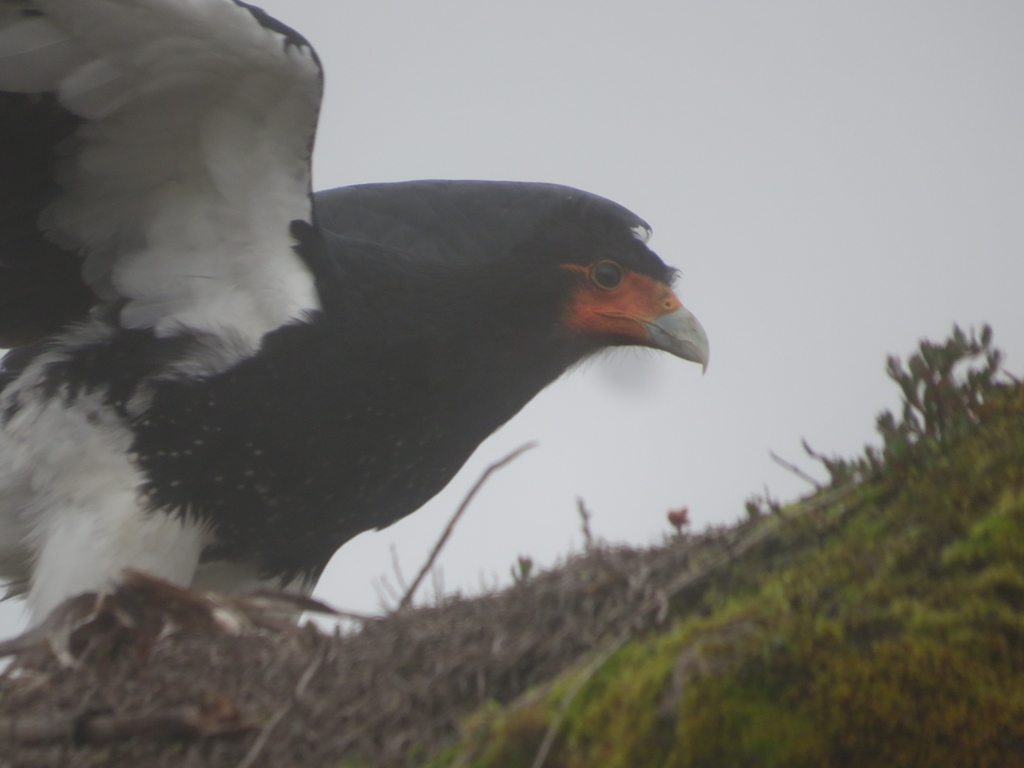 Mountain Caracara from Manu, Ecuador on March 28, 2025 at 12:11 PM by ...