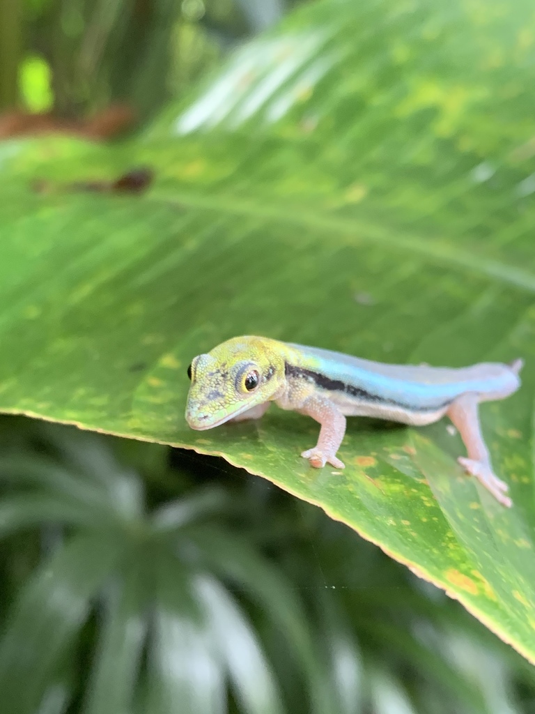Yellow-headed Day Gecko in July 2019 by Alexis Flynn · iNaturalist