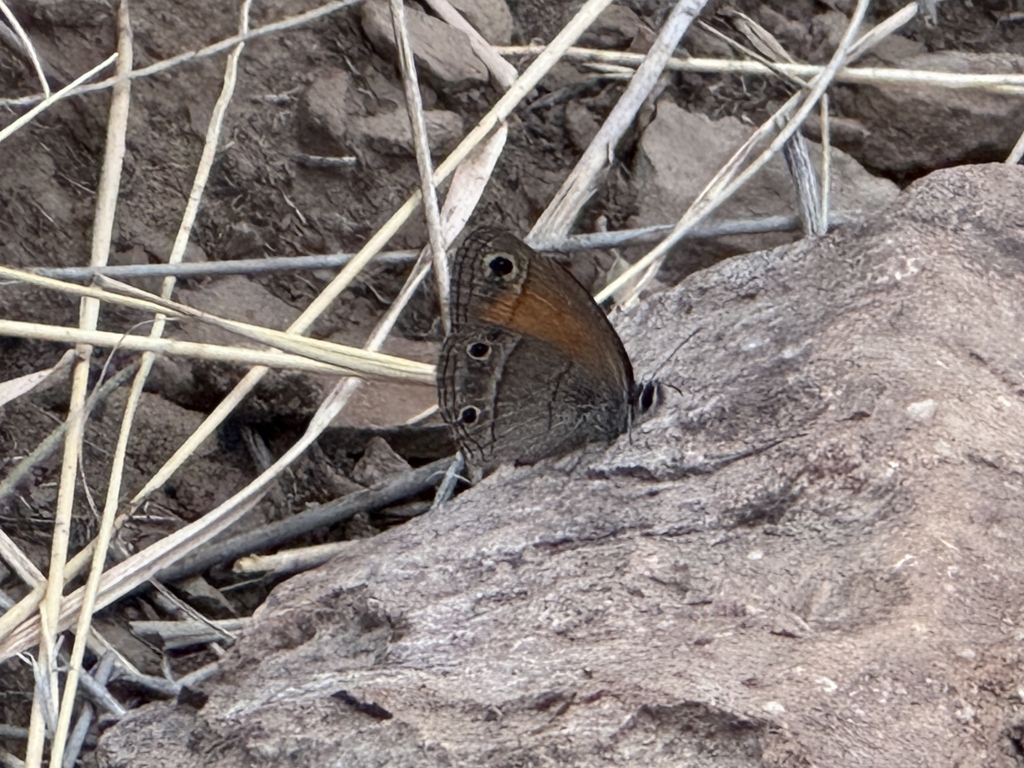 Red Satyr in April 2025 by Sierra OG · iNaturalist
