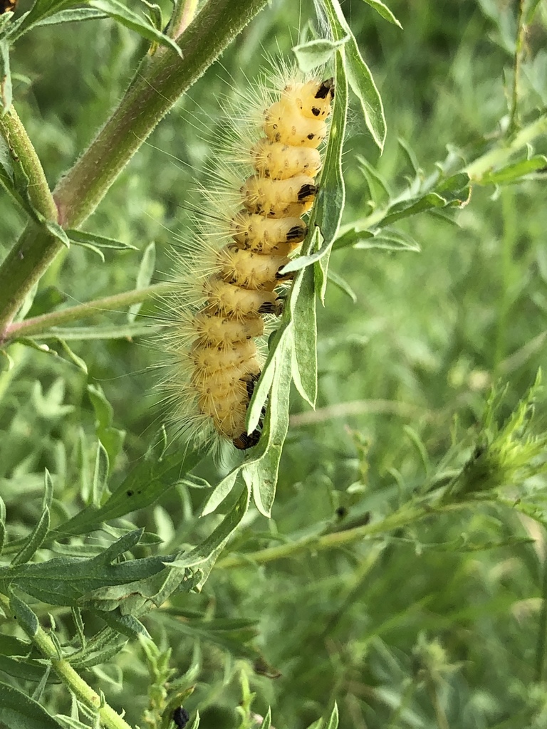 Tiger Moths and Allies from 2227 E Cherokee Way, Sierra Vista, AZ, US ...