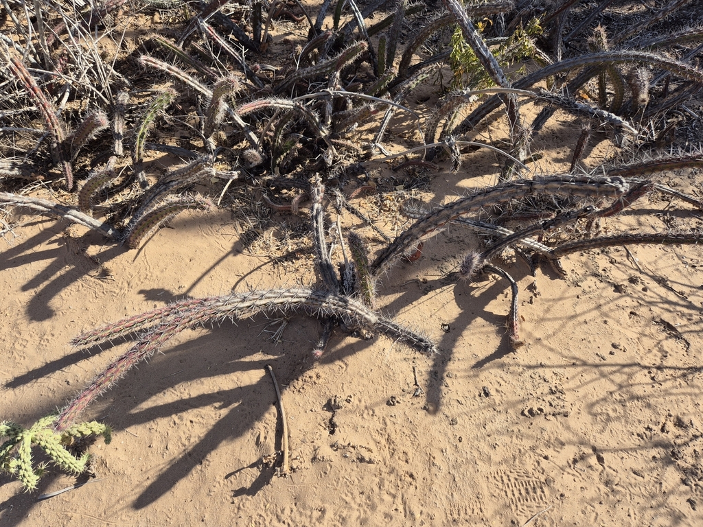 Octopus Cactus in April 2025 by Samuel Labra · iNaturalist