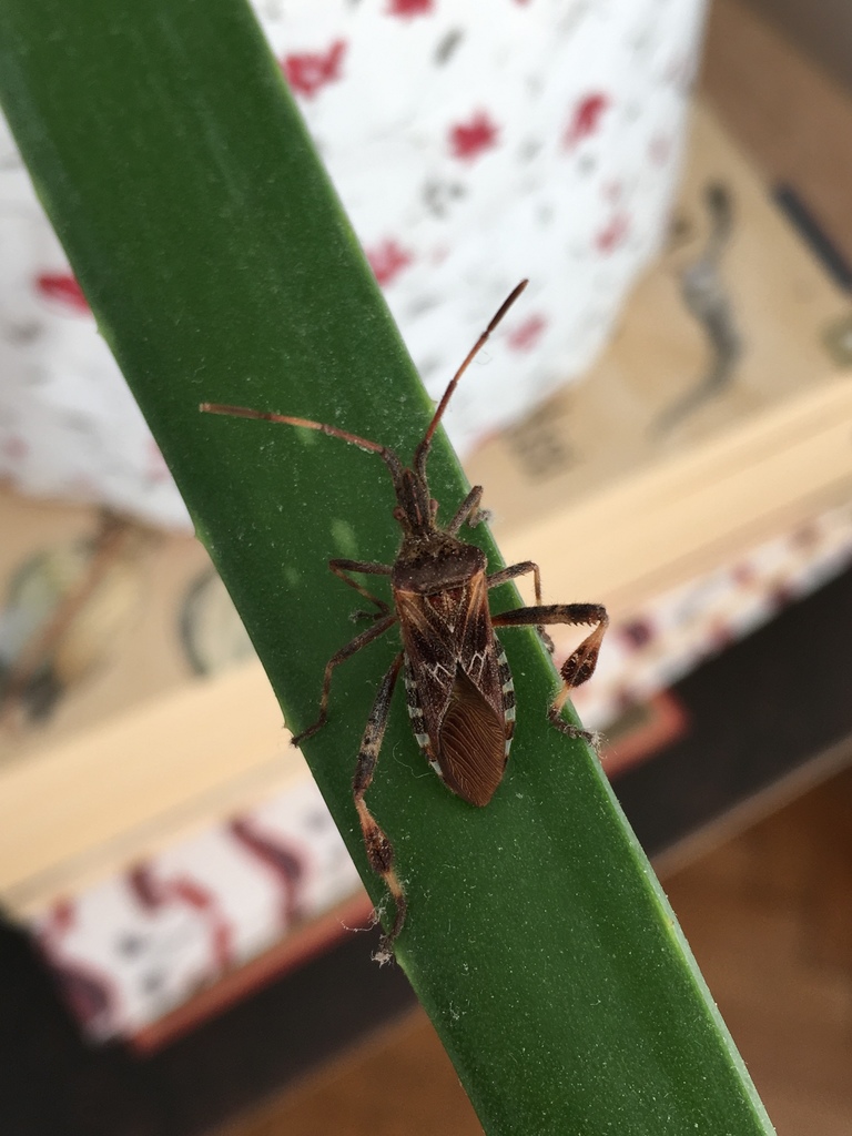 Western Conifer Seed Bug from Refik Belendir Sokak, Çankaya, Ankara, TR ...