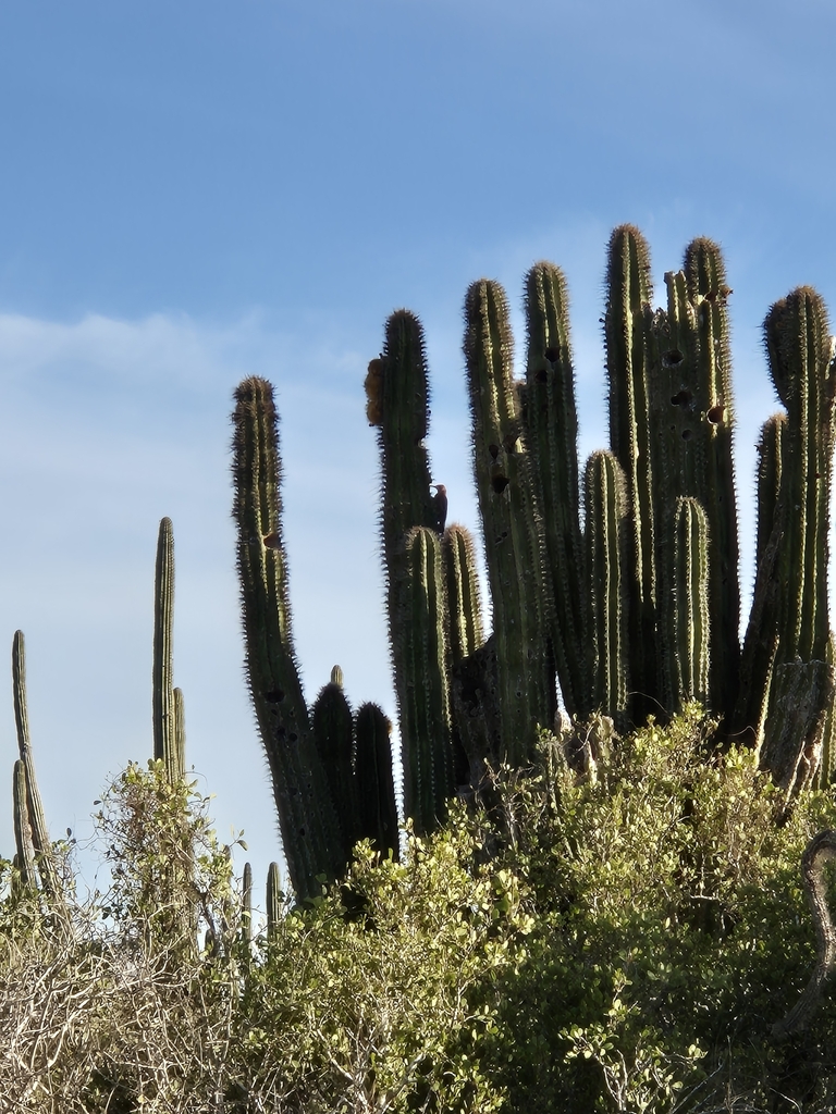 Cardón hecho desde 85258 Son., México el 25 de abril de 2025 a las 05: ...