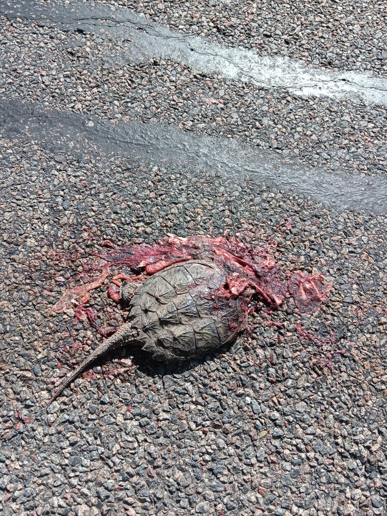 Common Snapping Turtle from Maria & Illinois, Stevens Point, WI 54481 ...