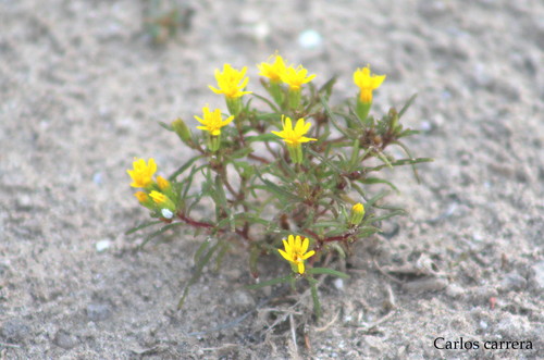 Chihuahuan Lemonscent (Variety Pectis angustifolia tenella) · iNaturalist