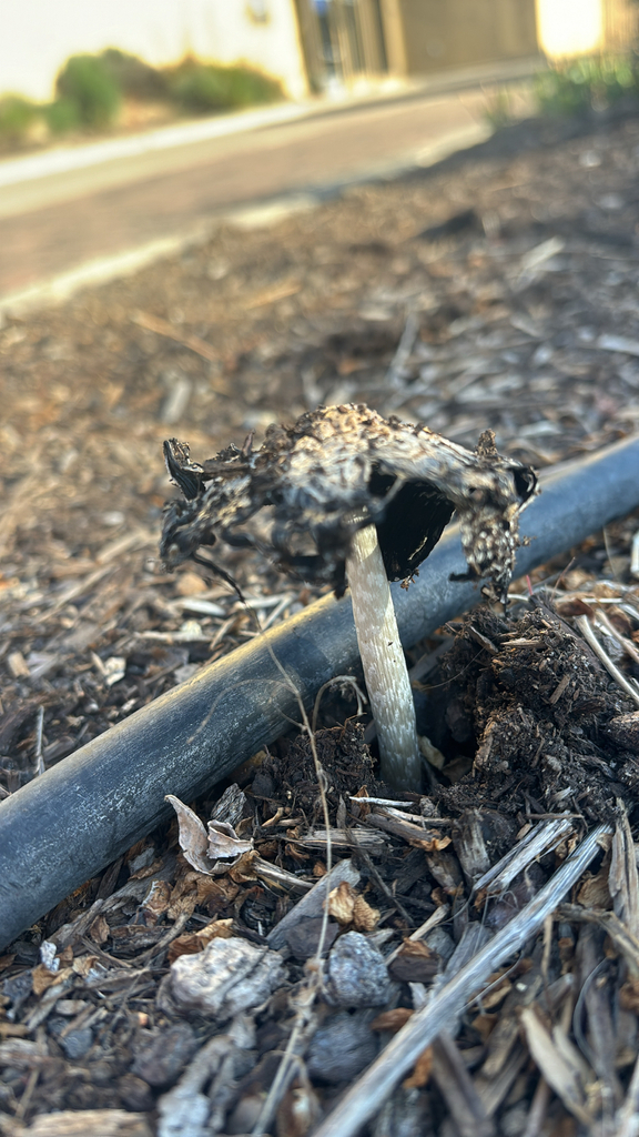 inky caps from SW Sixth St, Redmond, OR, US on April 29, 2025 at 06:02 ...