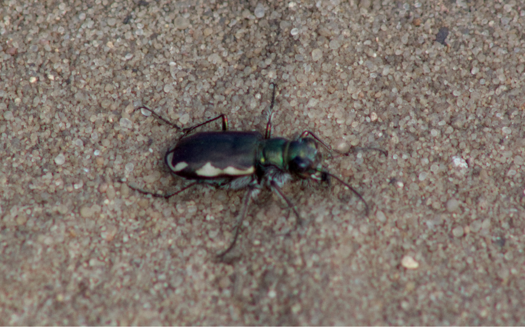LeConte's Tiger Beetle from Adams County, WI, USA on August 29, 2019 at ...