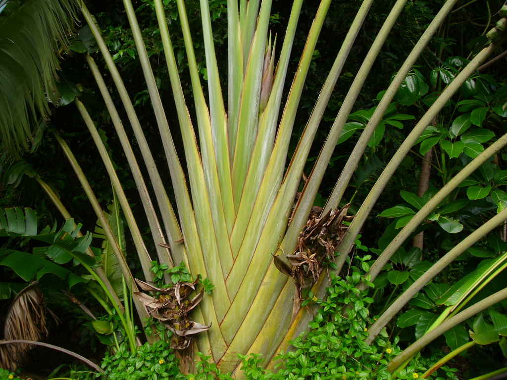 Ravenala from waimea state park trail on August 03, 2010 at 02:00 PM by ...