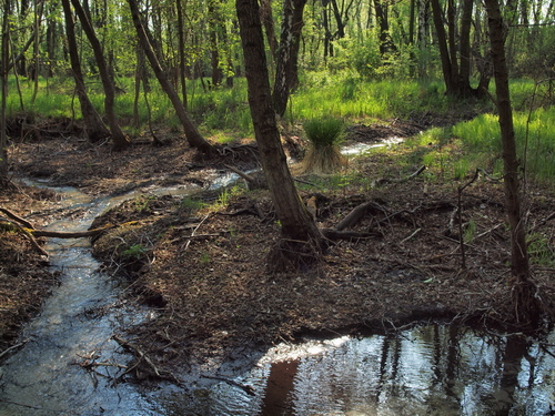 Nuin: Ash (Ogham - AODA) · iNaturalist