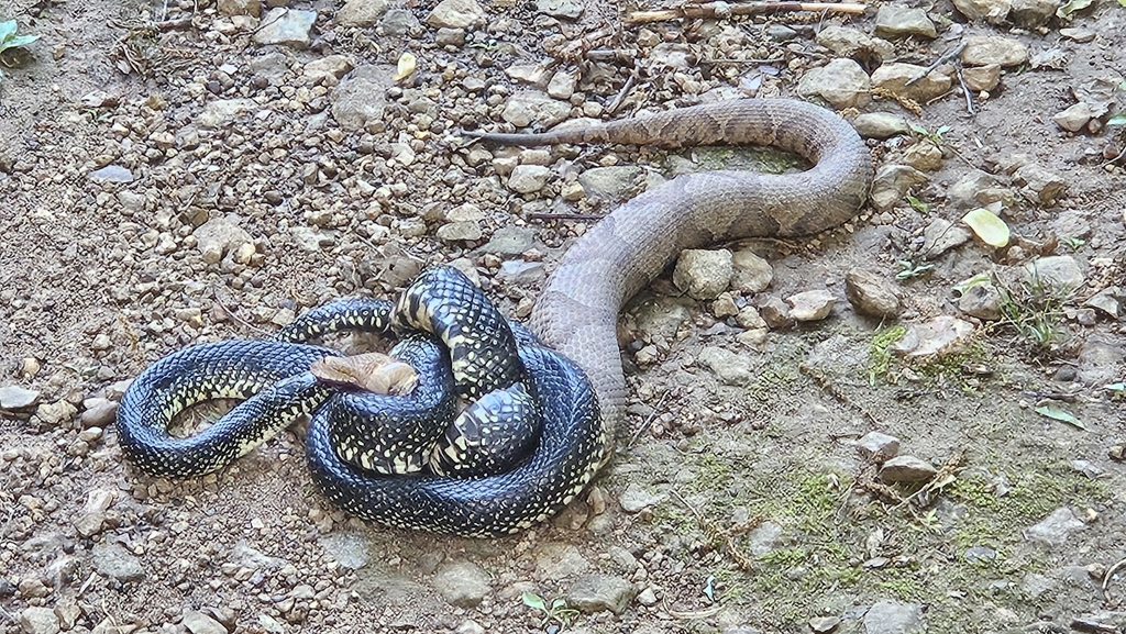 Black Kingsnake from Burns, TN 37029, USA on April 29, 2025 at 05:47 PM ...
