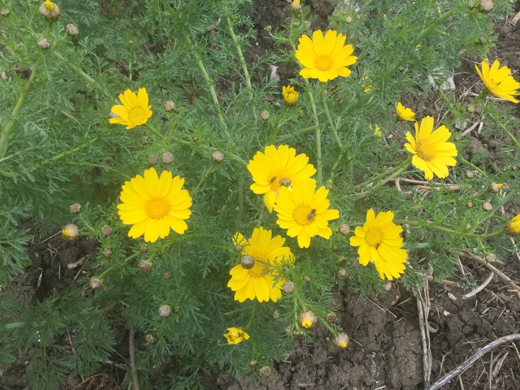 Garland Daisy from Sicily, Roccamena, Sicilia, IT on April 12, 2019 at ...