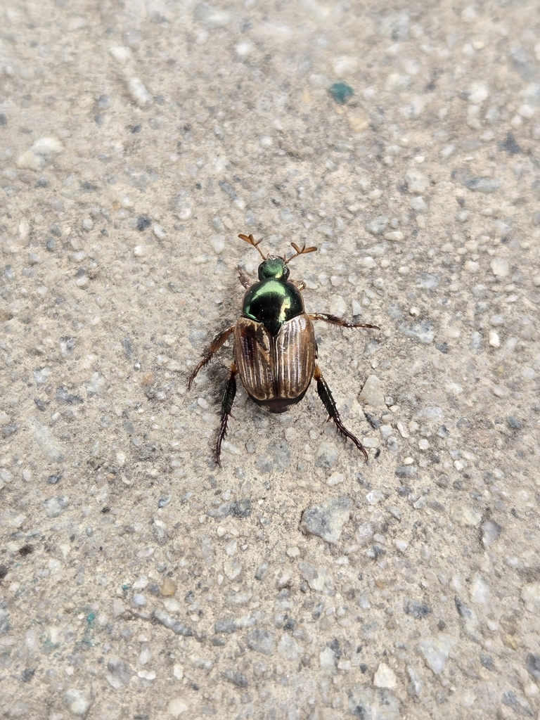 Popillia dilutipennis from 香港米埔 on April 27, 2025 at 01:46 PM by Ida ...