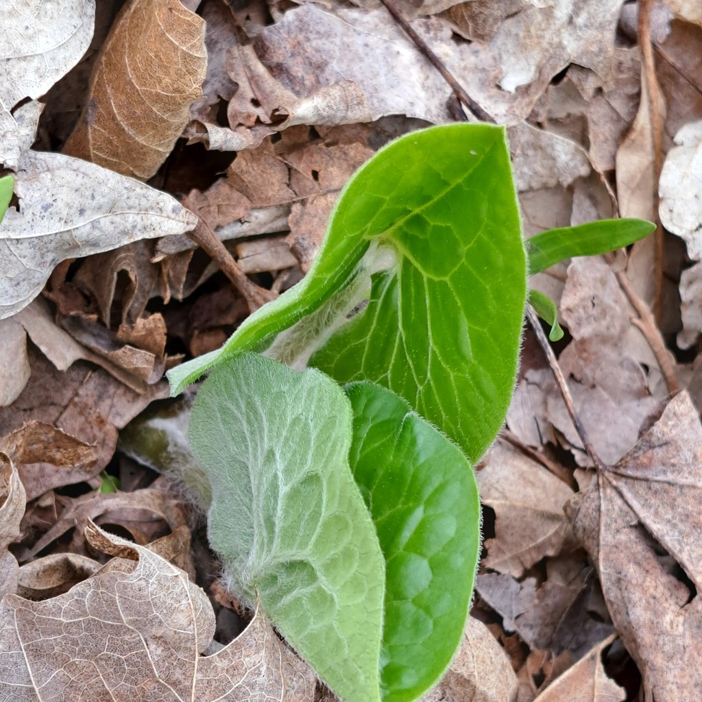 Canadian wild ginger from Combined Locks, WI, USA on April 28, 2025 at ...