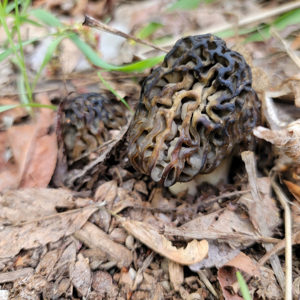 Natural Black Morel in April 2025 by Jaycie Thompson · iNaturalist