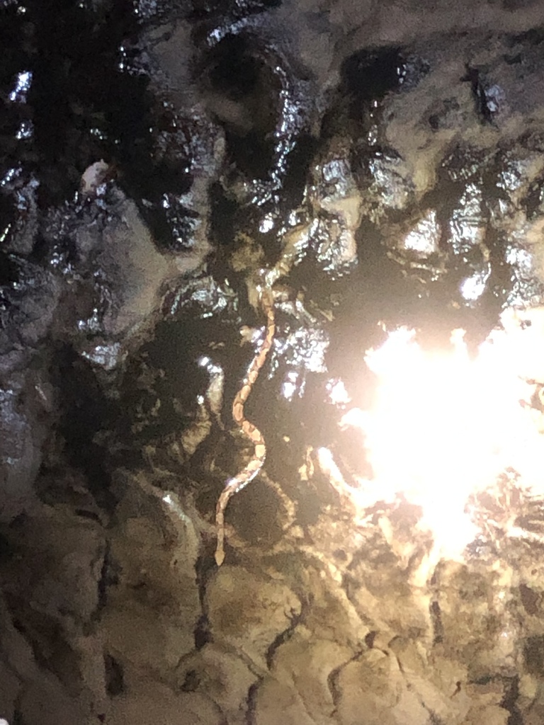 Eastern Copperhead in August 2019 by nball · iNaturalist