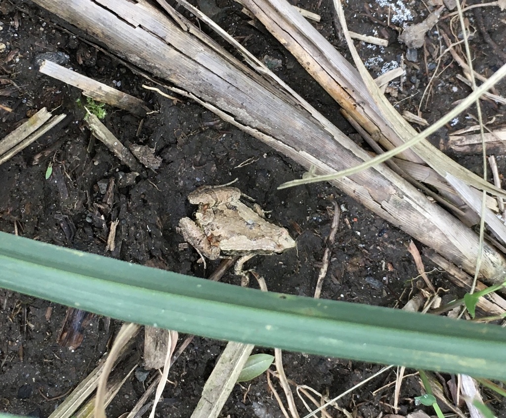 East Asian Ornate Chorus Frog from Yangming Road Section 2, TW on ...