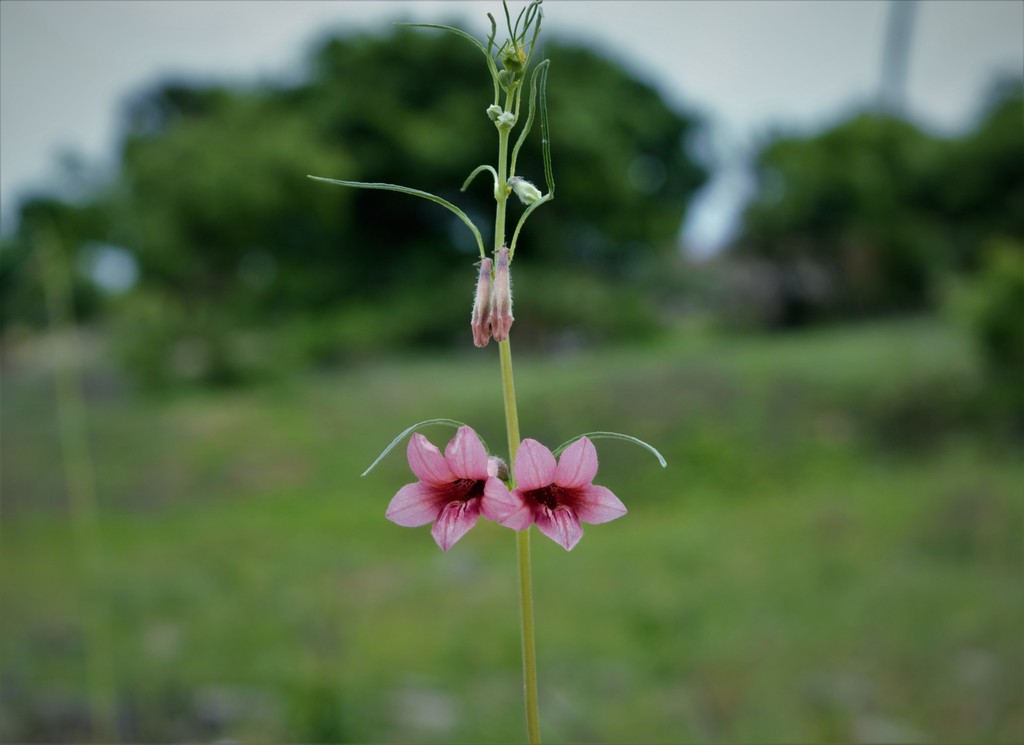 Wingseed Sesame from Kovalam, Tamil Nadu, India on August 15, 2019 at ...