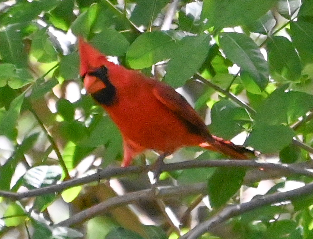Northern Cardinal from Rio Vista, Fort Lauderdale, FL, USA on April 29 ...