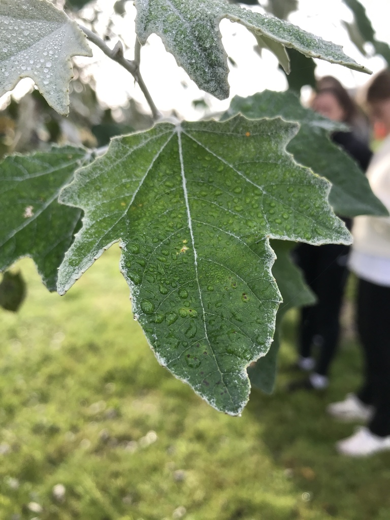 white poplar from Løvbakkevej, Herning, Midtjylland, DK on August 30 ...