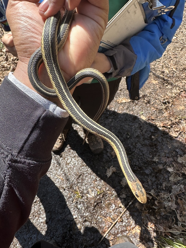Common Garter Snake from Finland, MN, US on April 30, 2025 at 02:39 PM ...