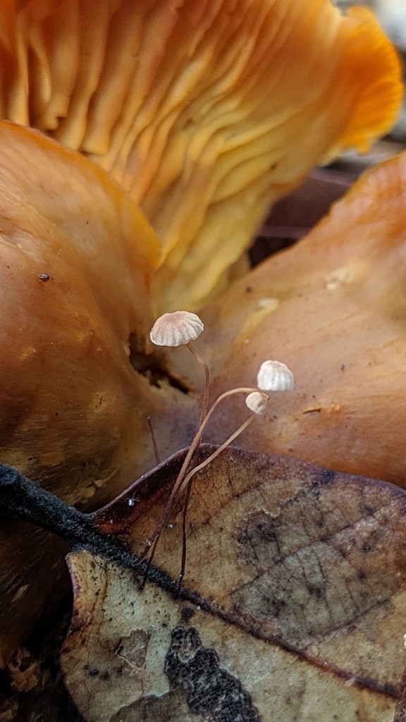 Oak-leaf Pinwheel in August 2019 by Michelle C. Torres-Grant · iNaturalist