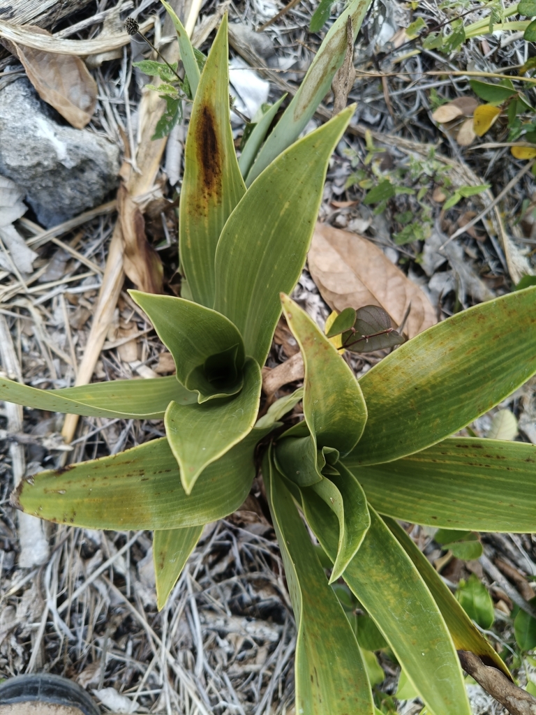False Bromeliad Plant from Campeche, MX on April 30, 2025 at 02:30 PM ...