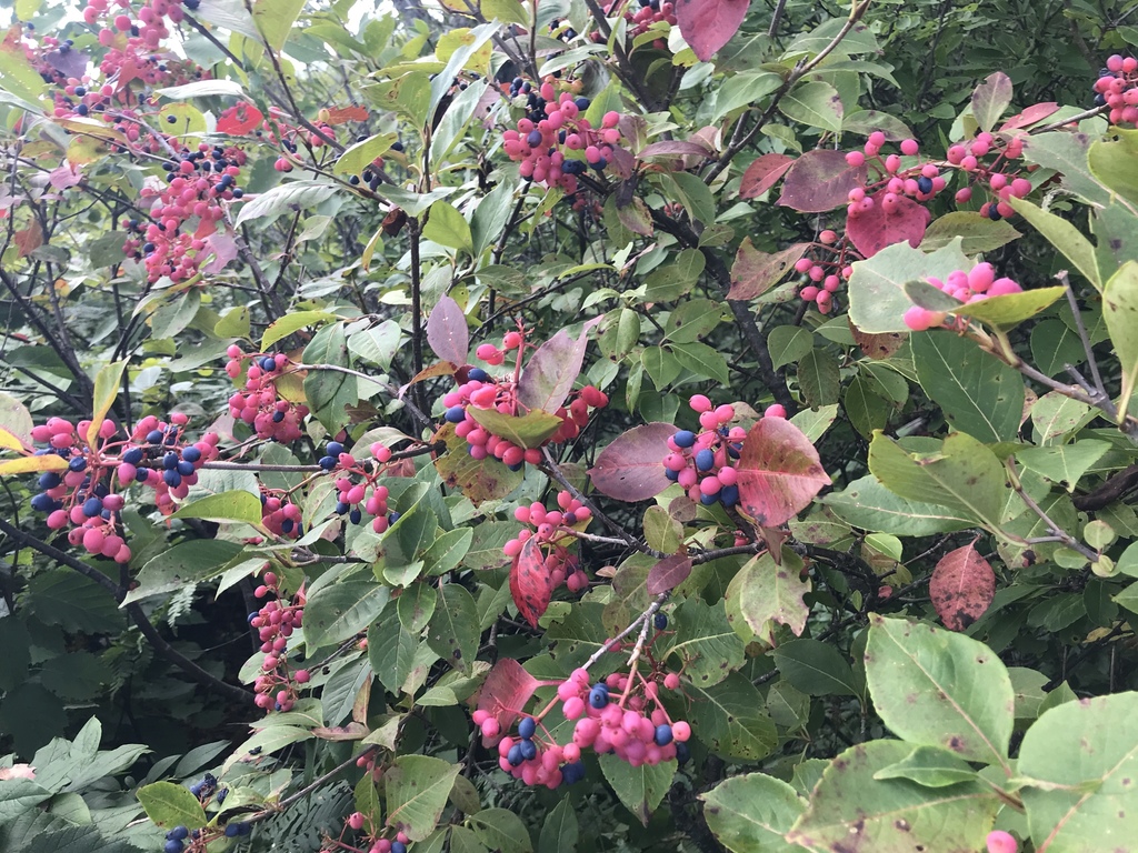 northern wild raisin from Whitefield, NH, US on August 30, 2019 at 10: ...