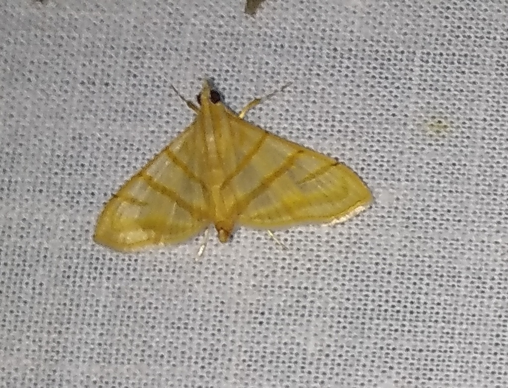 Crambid Snout Moths from Assam 788726, India on August 30, 2019 at 08: ...