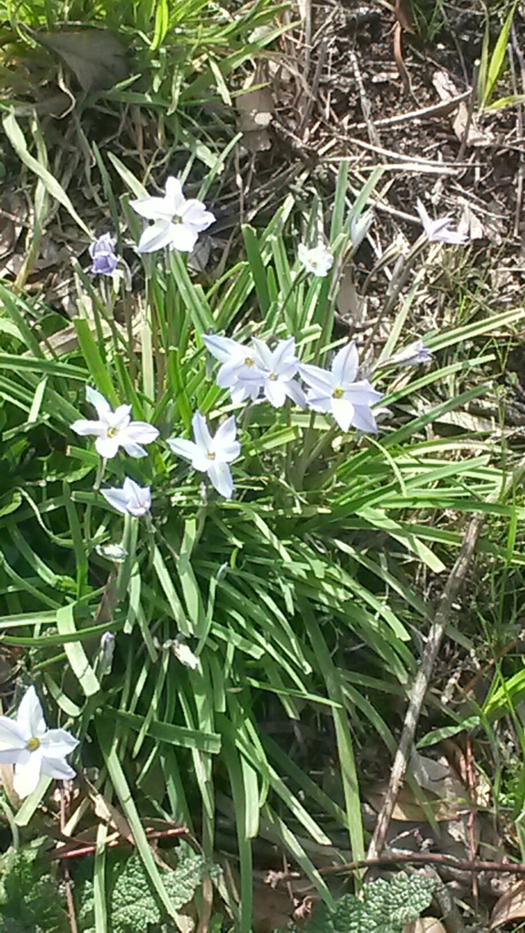 Spring starflower from Holder, AU-CT, AU on September 11, 2016 at 02:04 ...